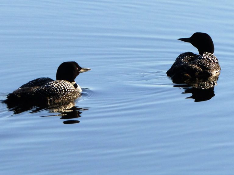 Turtle Flambeau Flowage – Wisconsin's Scenic Wilderness Waters Area
