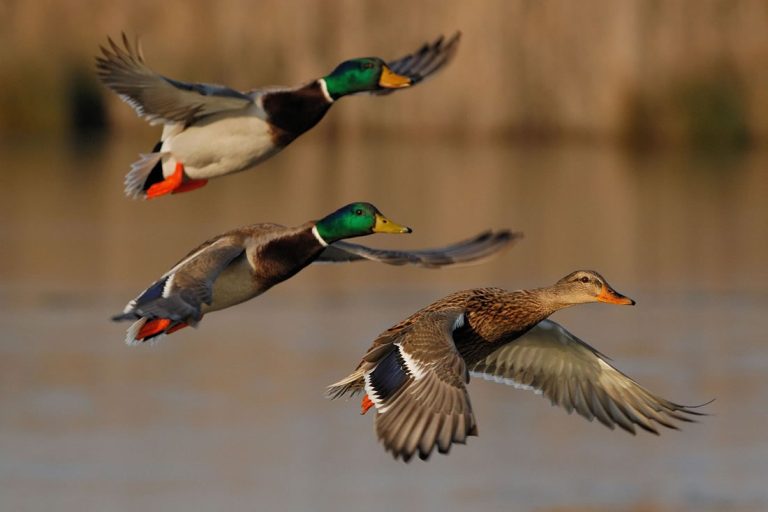 Activities – Turtle Flambeau Flowage